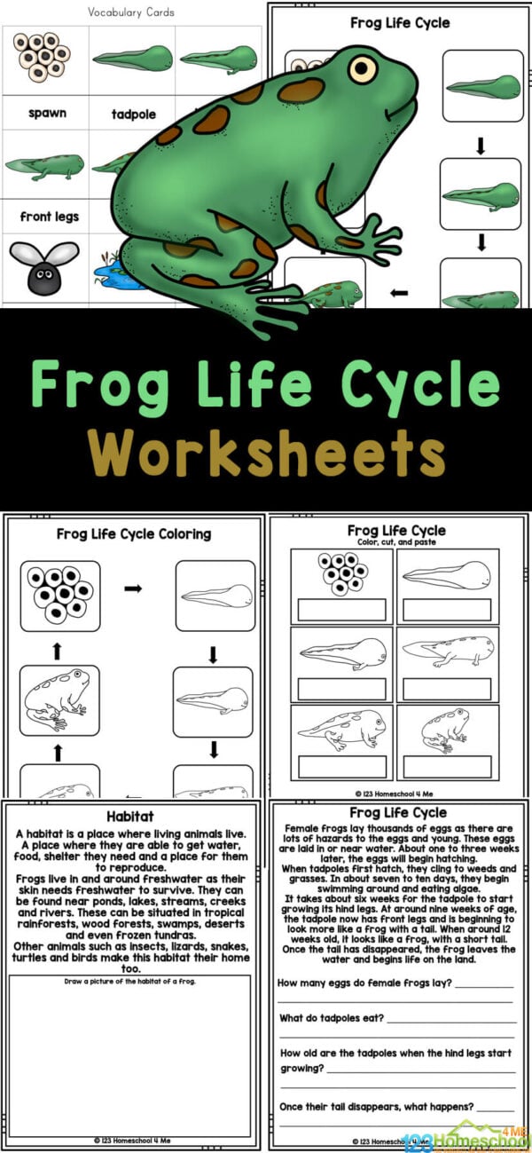 🐸 FREE Frog Life Cycle Worksheets for Kids