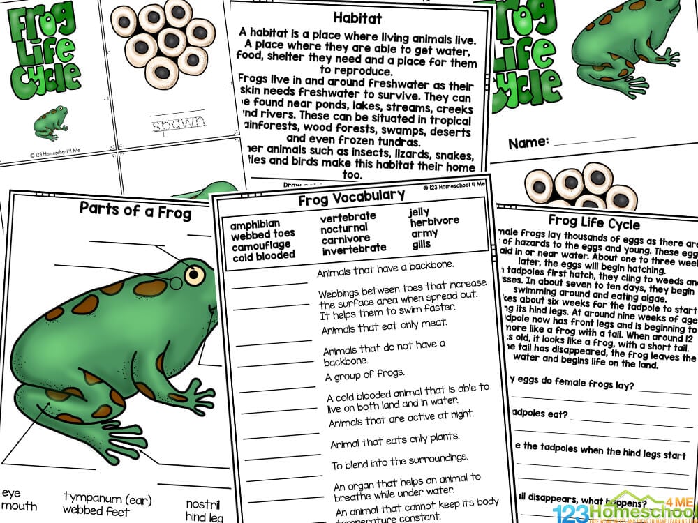 🐸 FREE Frog Life Cycle Worksheets for Kids