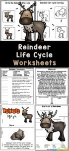 🦌 FREE Printable Reindeer Life Cycle Worksheets