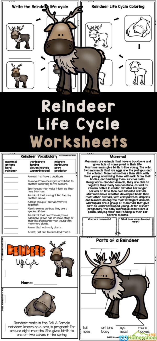 🦌 FREE Printable Reindeer Life Cycle Worksheets