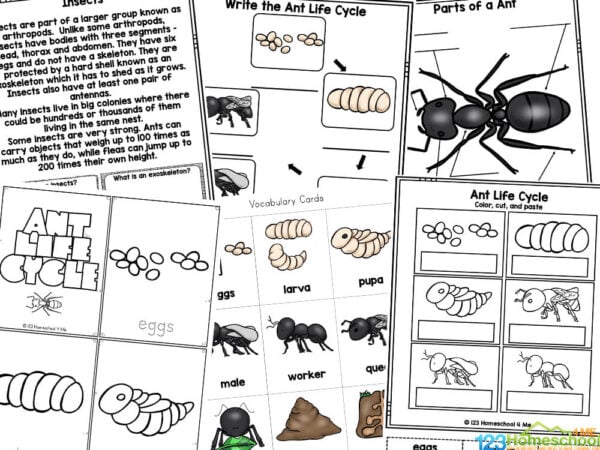 FREE Printable Life Cycle of an Ant Worksheets