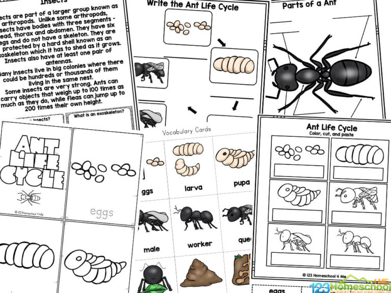 FREE Printable Life Cycle of an Ant Worksheets
