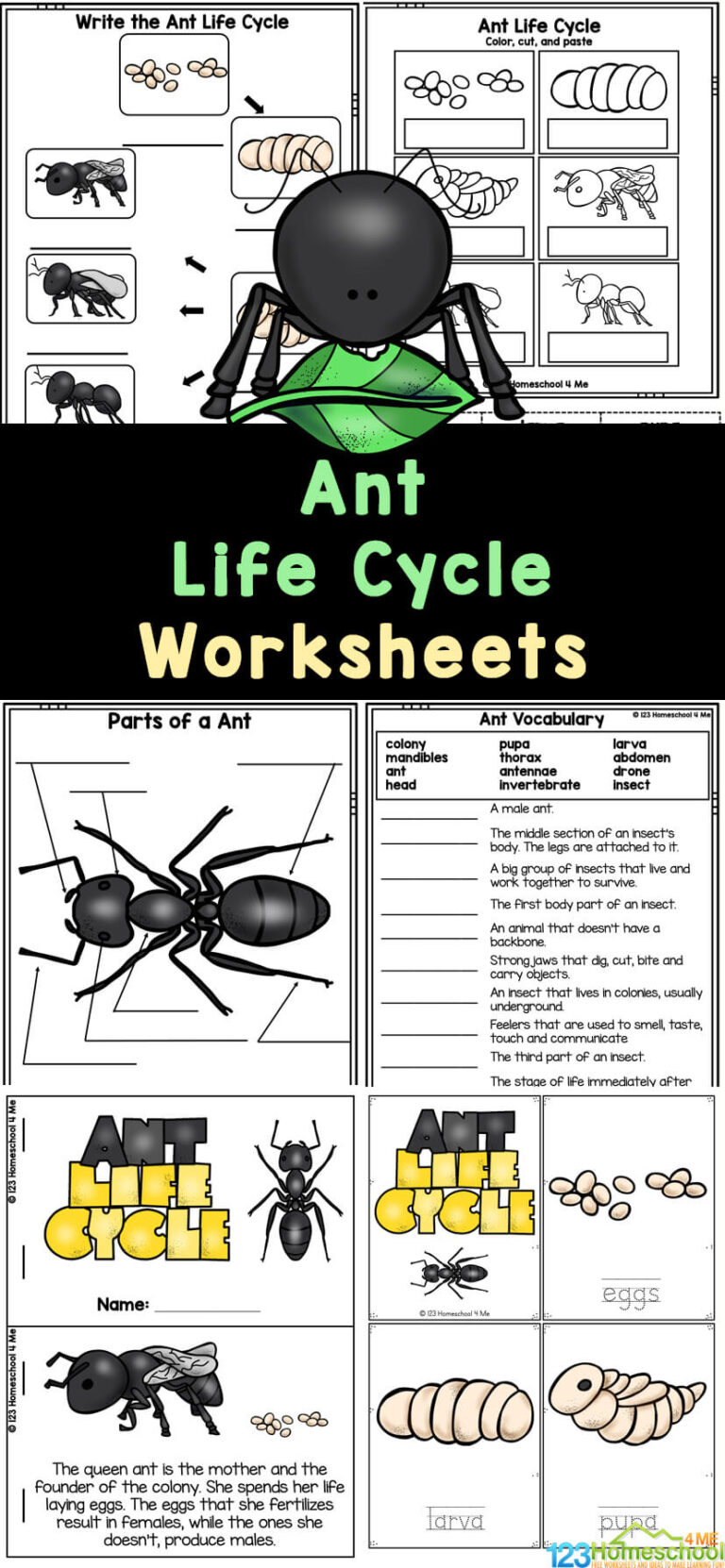 FREE Printable Life Cycle of an Ant Worksheets