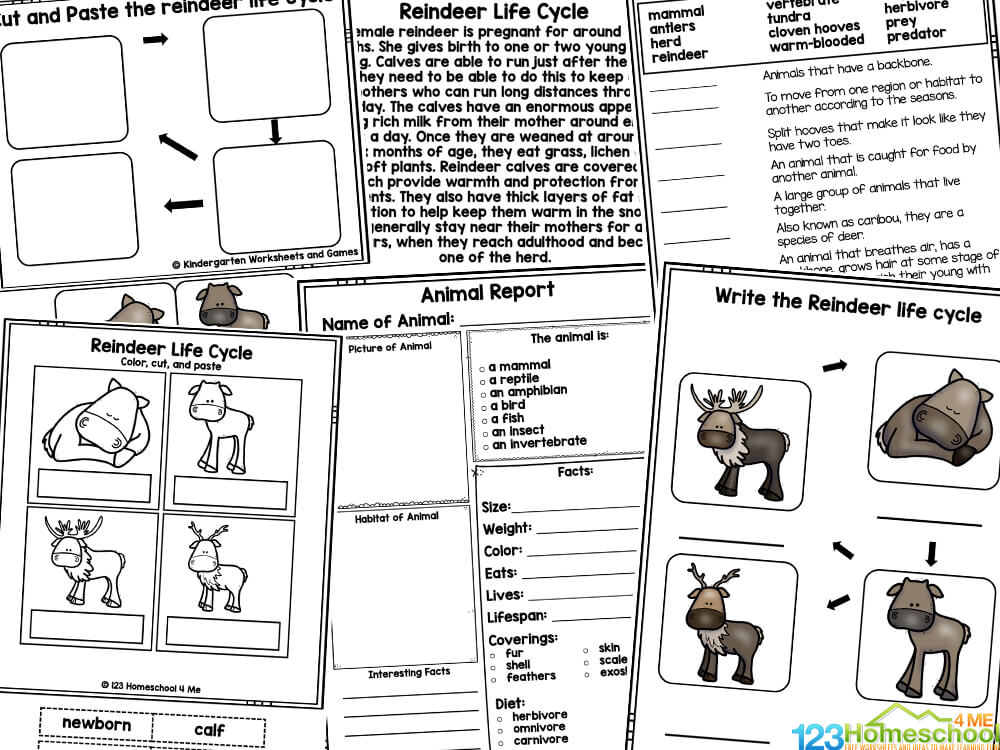 🦌 FREE Printable Reindeer Life Cycle Worksheets