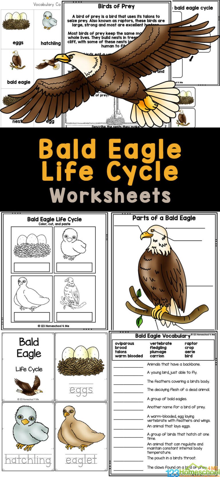 🦅 FREE Printable American Symbols for Kids Worksheets