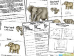 🐘 Life Cycle of an Elepant FREE Worksheets