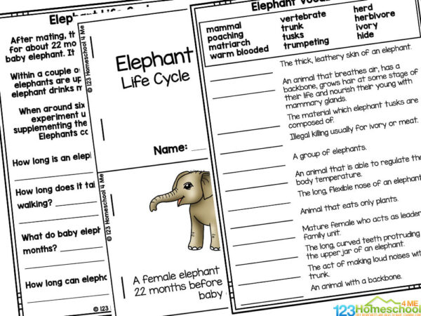 🐘 Life Cycle of an Elepant FREE Worksheets
