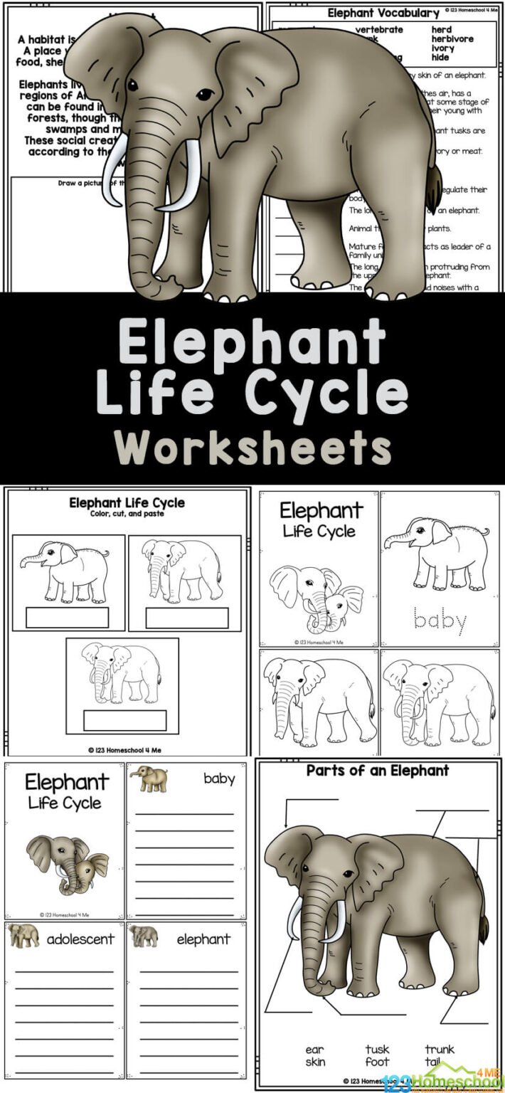FREE Printable Monkey Life Cycle Worksheets for Kids