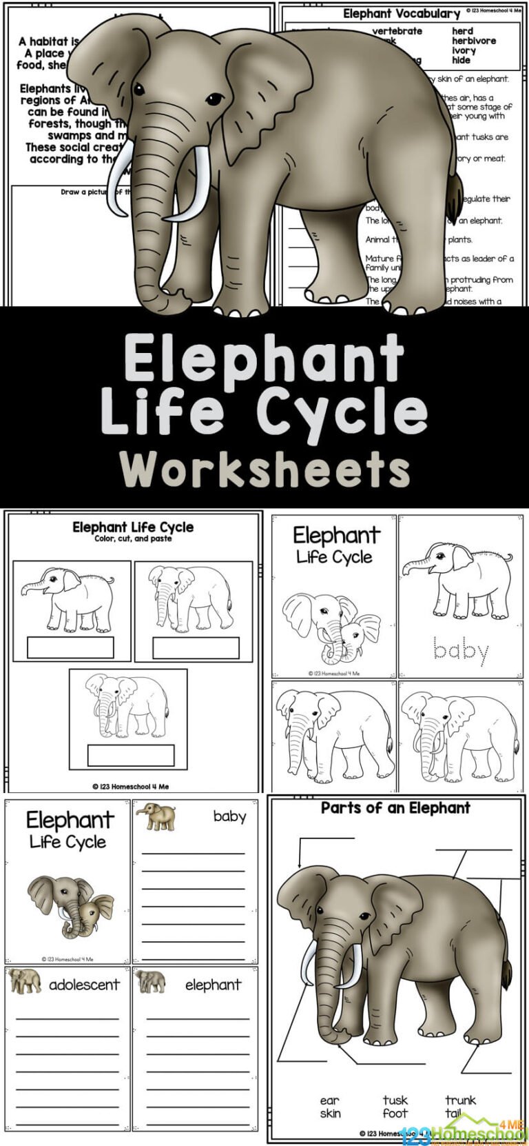 FREE Hummingbird Life Cycle Worksheets for Kids