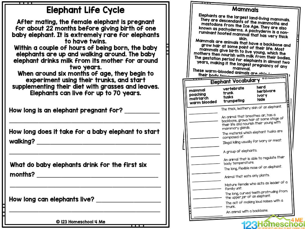 🐘 Life Cycle of an Elepant FREE Worksheets