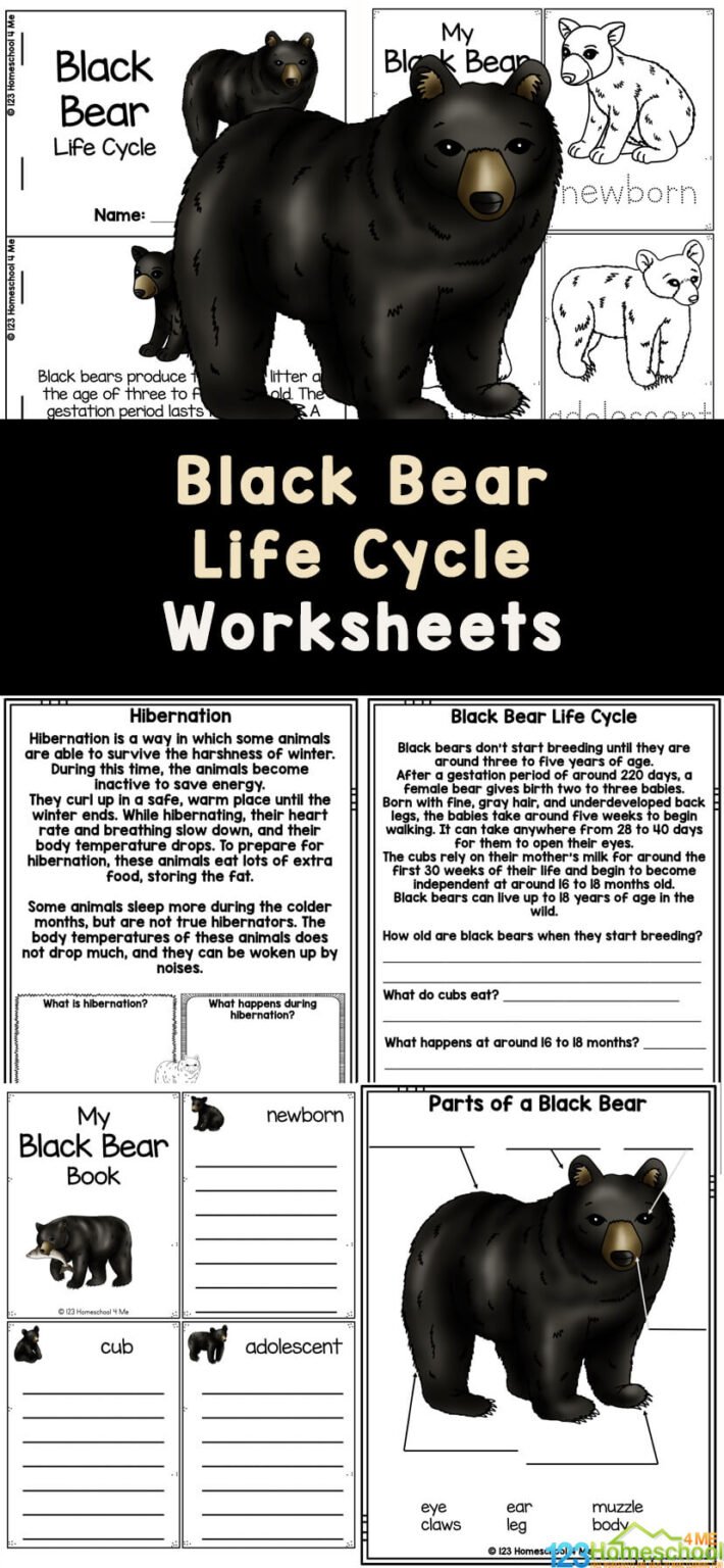FREE Printable Koala Life Cycle Worksheets for Elementary Students