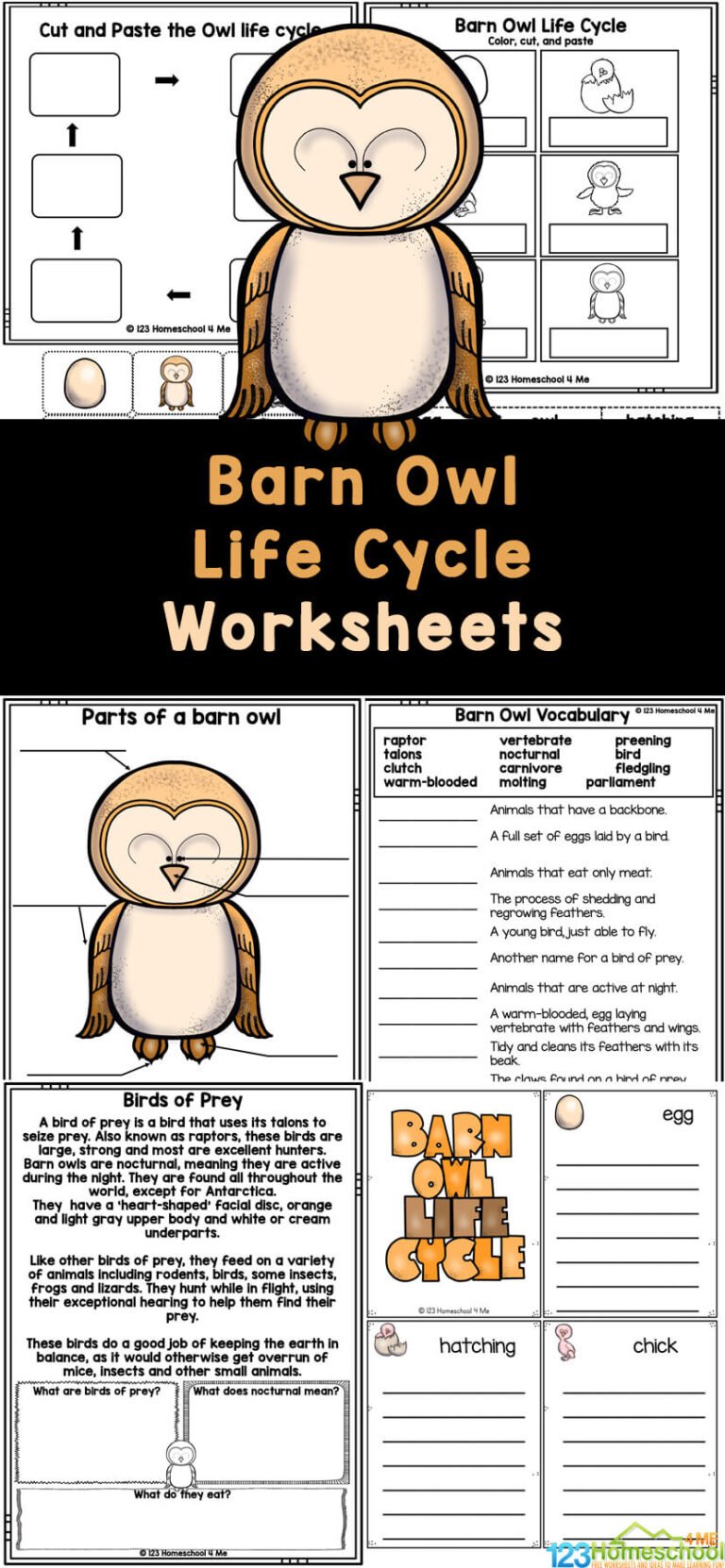 🐈 FREE Printable Cat Life Cycle for Kids Worksheets