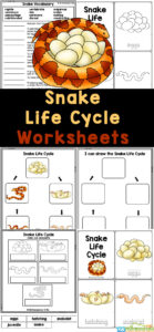FREE Printable Snake Life Cycle Worksheets for Elementary Students