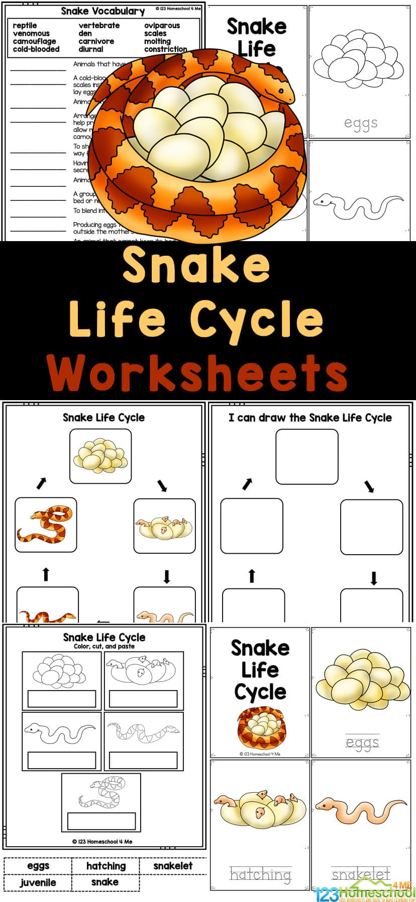 FREE Printable Snake Life Cycle Worksheets for Elementary Students