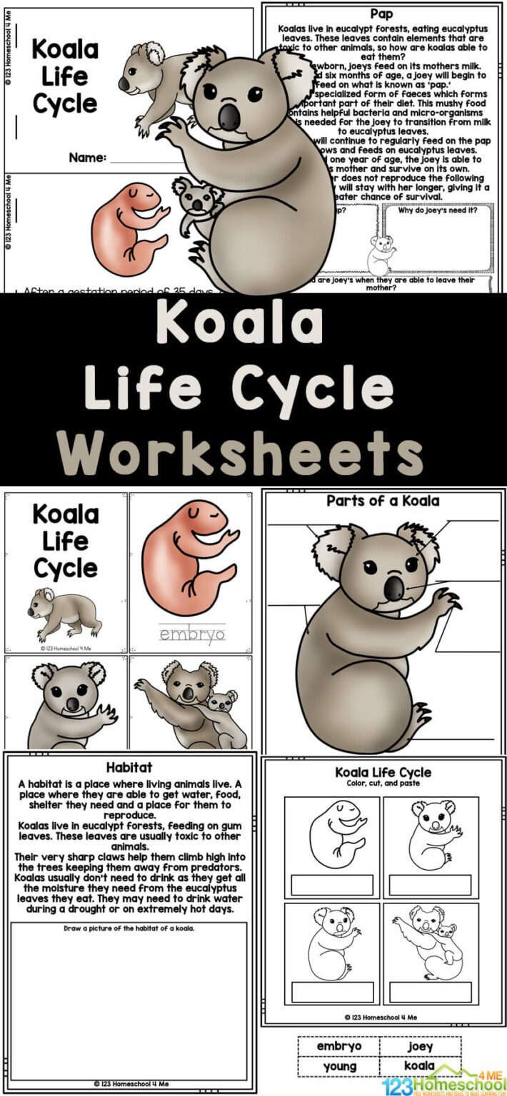 FREE Black Bear Life Cycle Worksheets for Kids