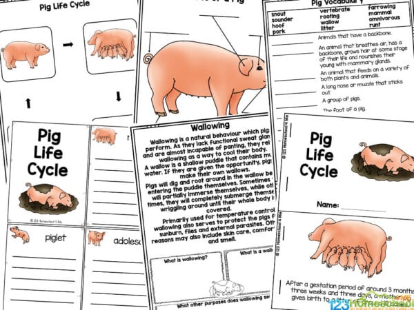 FREE Printable Pig Life Cycle Worksheets for Elementary Students