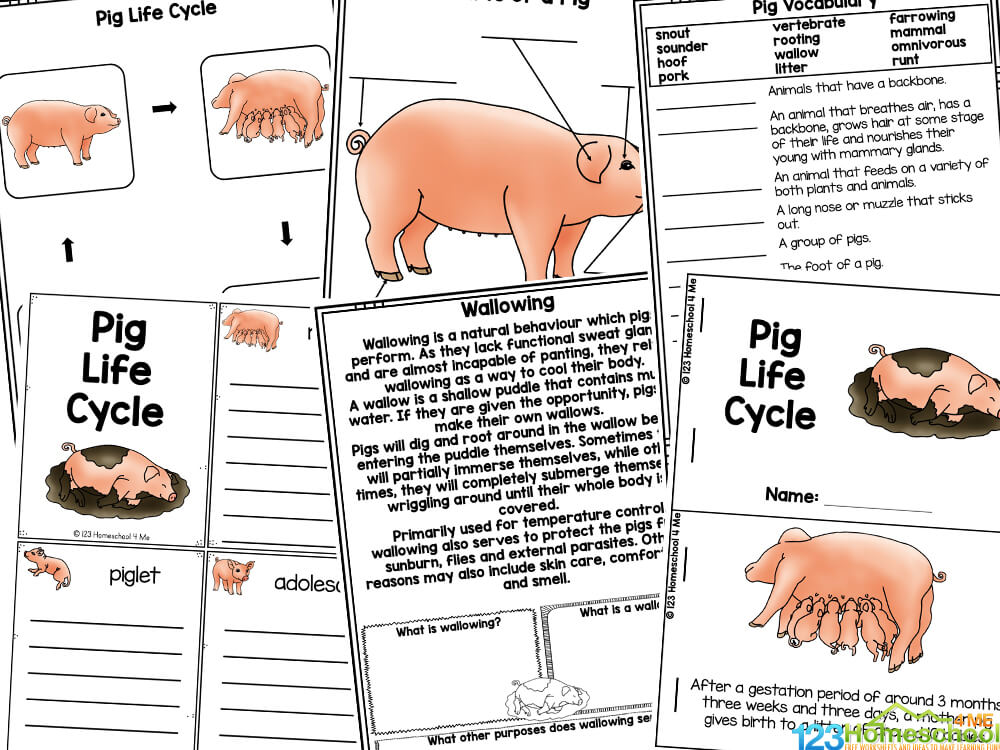 FREE Printable Pig Life Cycle Worksheets for Elementary Students