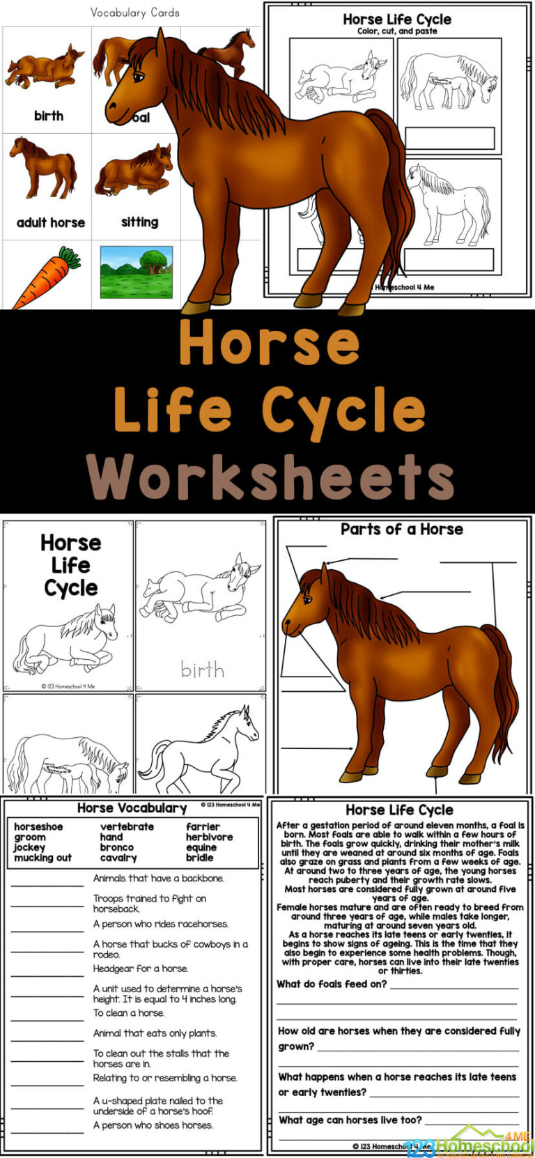 Horse Life Cycle Worksheets