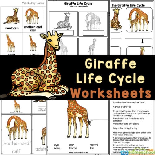 Discover the fascinating life cycle of giraffes with these fun and free...
