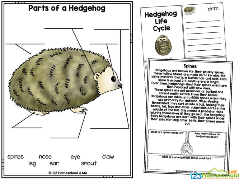🦔 FREE Printable Hedgehog Life Cycle Worksheets