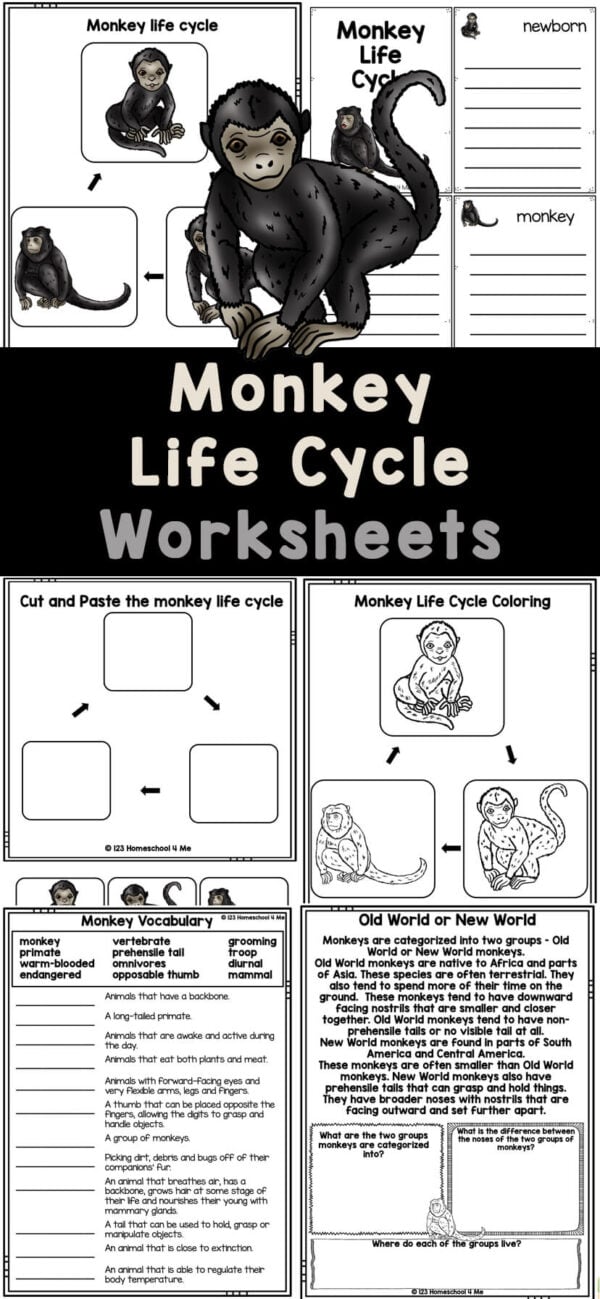 FREE Printable Monkey Life Cycle Worksheets for Kids