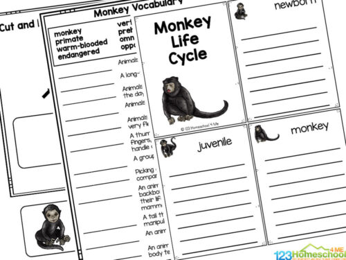 FREE Printable Monkey Life Cycle Worksheets for Kids
