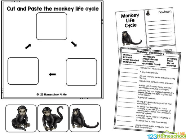 FREE Printable Monkey Life Cycle Worksheets for Kids