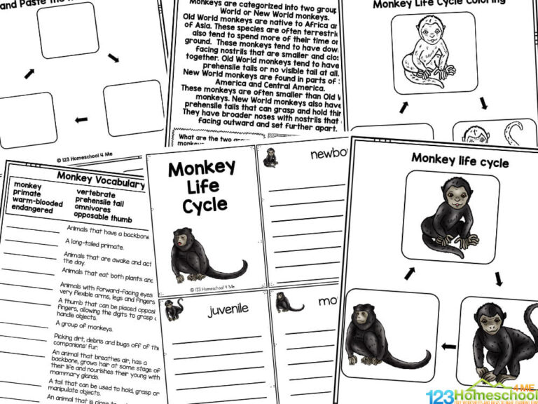 FREE Printable Monkey Life Cycle Worksheets for Kids