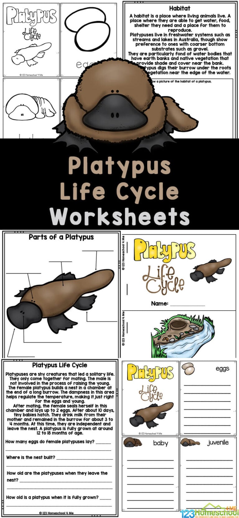 FREE Printable Duck Billed Platypus Life Cycle Worksheets for Kids (2nd ...