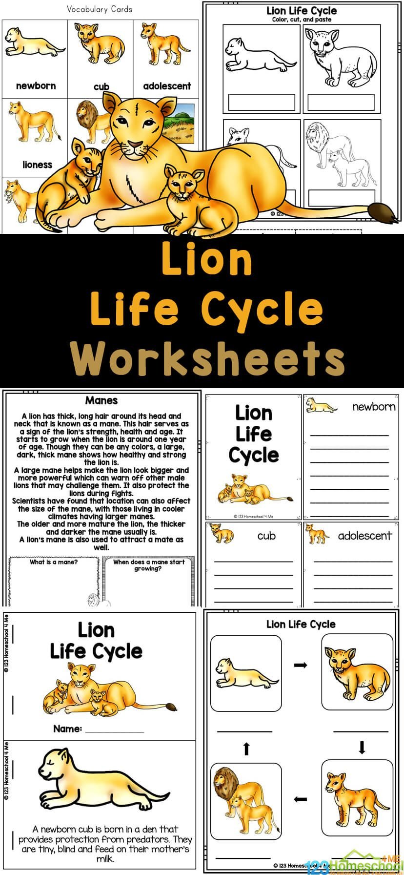 🦁 From Cubs to Kings: Exciting Lion Life Cycle Worksheets