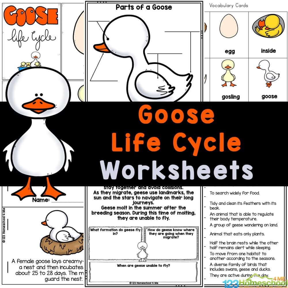 Life Cycle Of A Sheep Worksheet