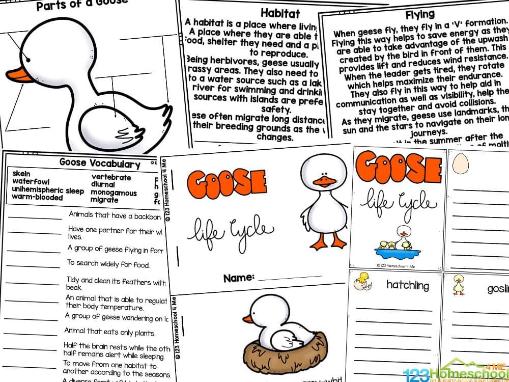 Goose Life Cycle Worksheets for Kids