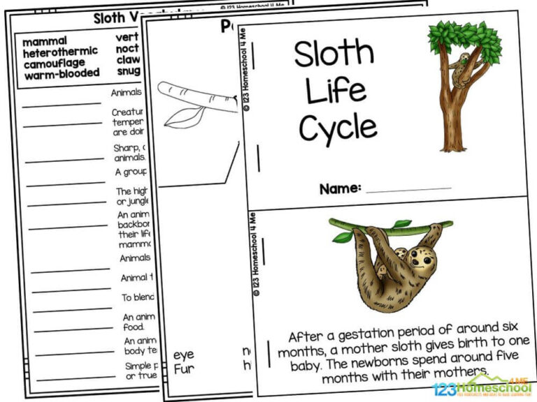 Sloth Life Cycle Worksheets