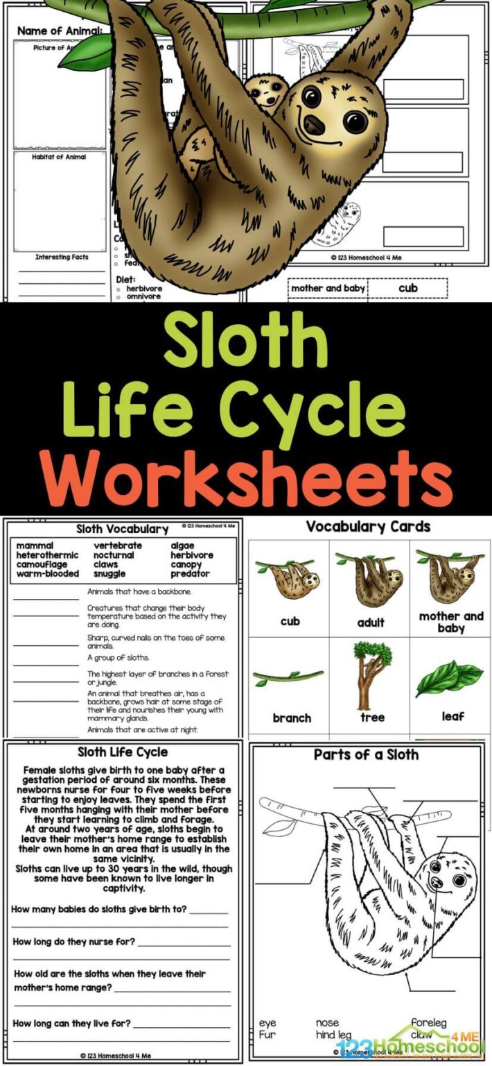 Sloth Life Cycle Worksheets